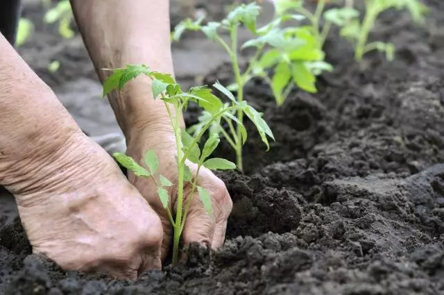 Kultivantaj tomatoj en la libera kampo en Siberio 10367_6