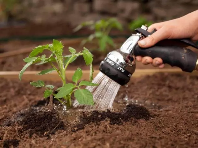 Cultivo de tomates en campo aberto en Siberia 10367_7