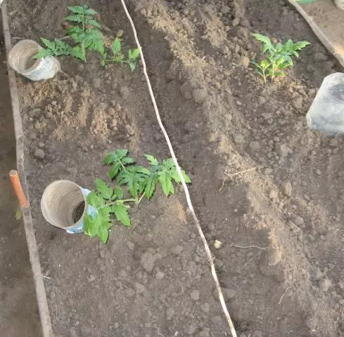 Kultivantaj tomatoj en la libera kampo en Siberio 10367_8