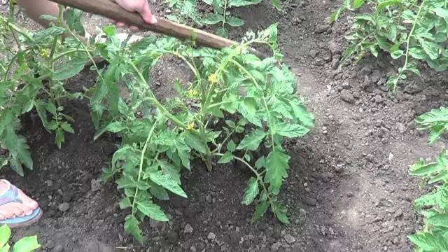 Kulima tomato kutchire ku Siberia 10367_9