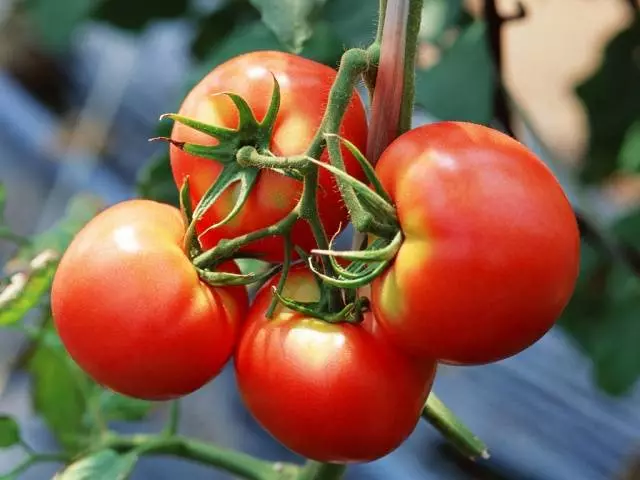 Tomate Dar de la región del Volga: características y descripción de la variedad. 10375_12