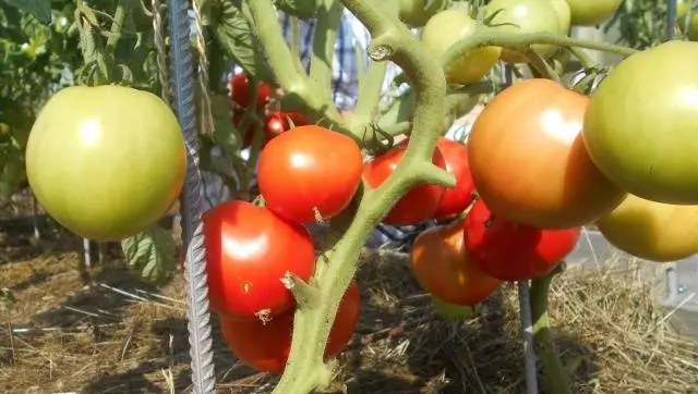 Tomato Dar nga rajoni i Vollgës: karakteristikat dhe përshkrimi i varietetit 10375_17