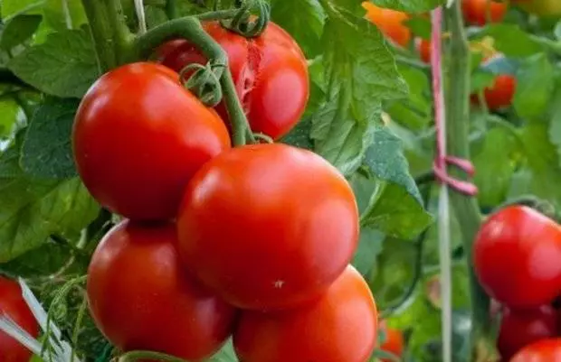 Tomato Dar nga rajoni i Vollgës: karakteristikat dhe përshkrimi i varietetit 10375_5