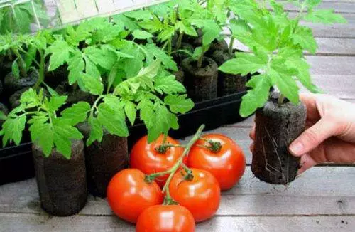 Tomato Dar nga rajoni i Vollgës: karakteristikat dhe përshkrimi i varietetit 10375_7