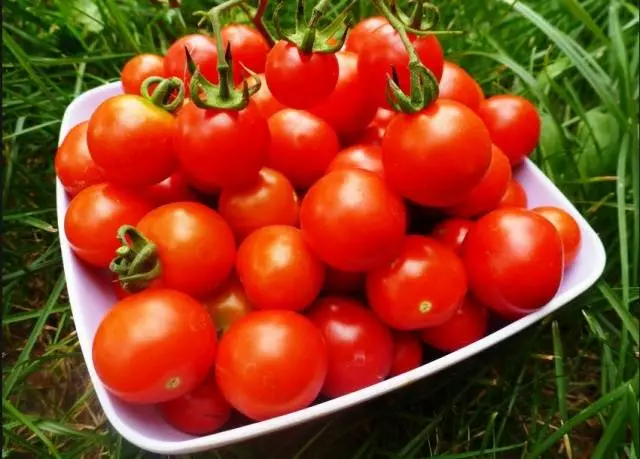 Tomato Lyubasha: คำอธิบาย, ภาพถ่าย, บทวิจารณ์ 10379_1