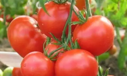 Tomato Lyubasha: danasîn, wêne, nirxandin 10379_10