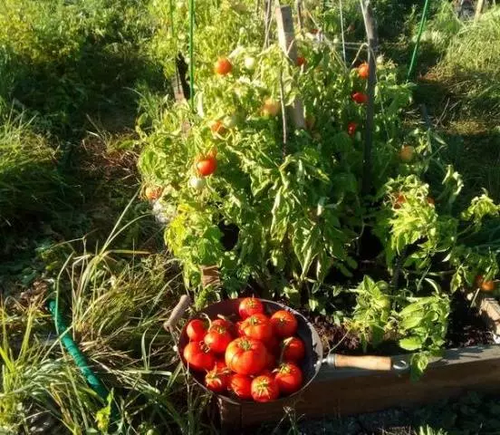 Tomato Lyubasha: คำอธิบาย, ภาพถ่าย, บทวิจารณ์ 10379_14