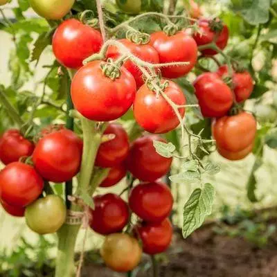 Tomato Lyubasha: danasîn, wêne, nirxandin 10379_2