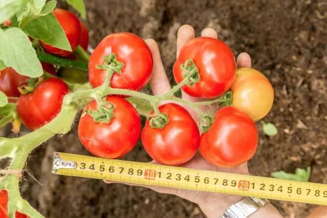 Tomato Lyubasha: danasîn, wêne, nirxandin 10379_9