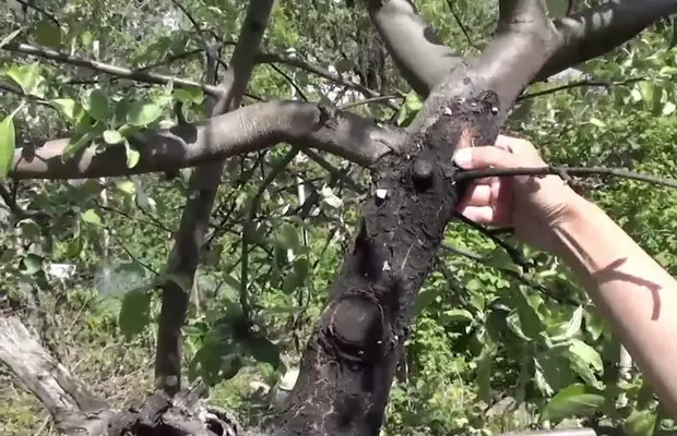 Haushi na Cherry ya fashe: abin da za a yi, me yasa yake faruwa, matakan sarrafawa da rigakafin