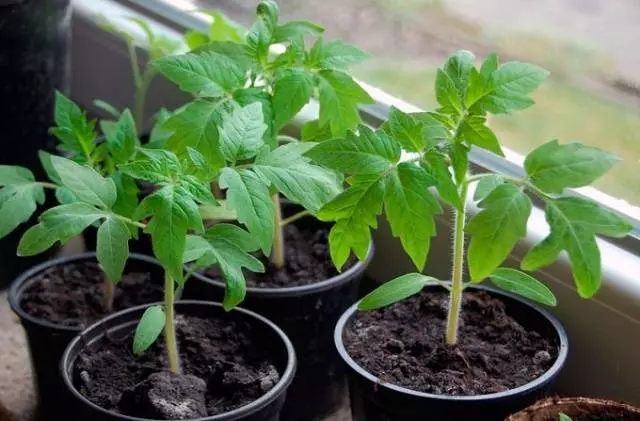 Cuidado de las plántulas de tomate