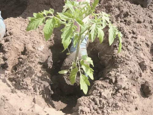 Cuidado de las plántulas de tomate