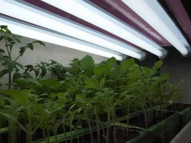 Pag-atiman sa seedling sa kamatis