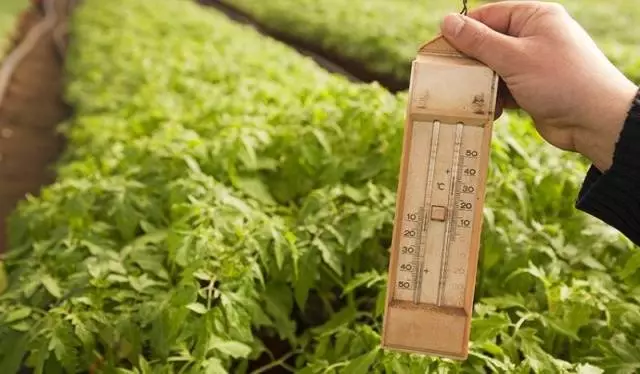 Pag-atiman sa seedling sa kamatis