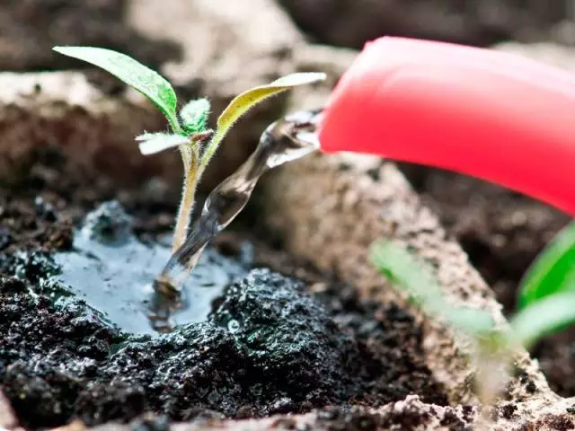 Coidado das plántulas de tomate