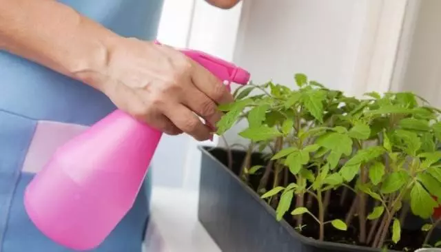 Cuidado de las plántulas de tomate