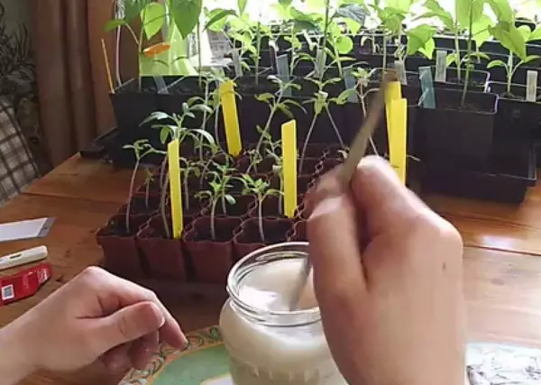 Cuidado de las plántulas de tomate