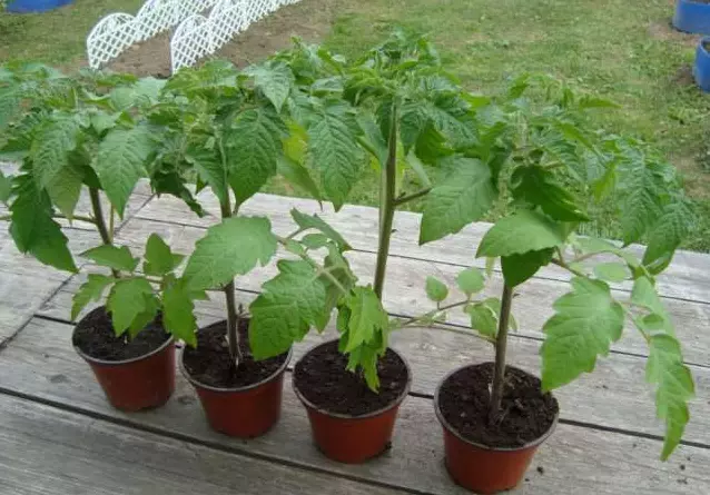 Cuidado de las plántulas de tomate