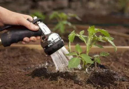 Watering tomatoes after planting 10384_1