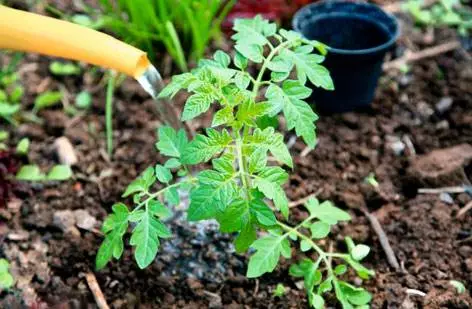 Watering tomatoes after planting 10384_11