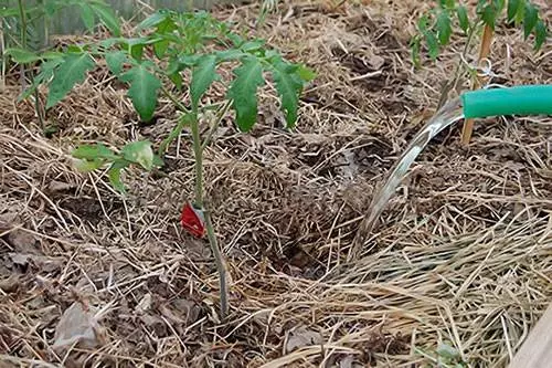 Watering tomatoes after planting 10384_12