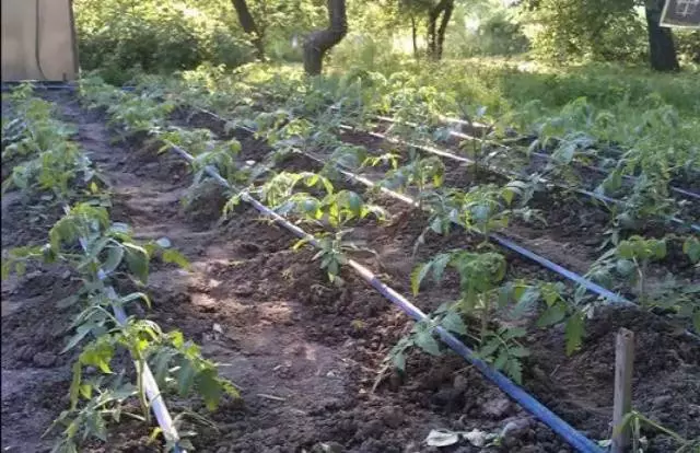 Watering tomatoes after planting 10384_21