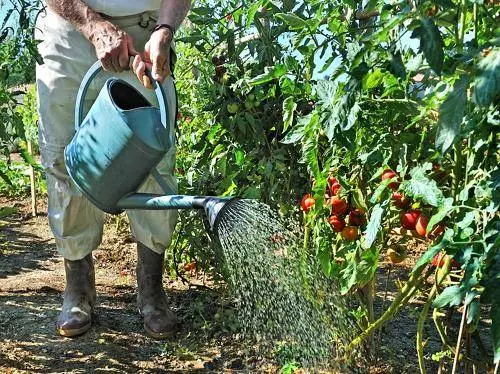 Watering tomatoes after planting 10384_3