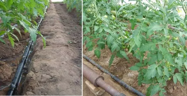 Udarea roșiilor după plantare 10384_5