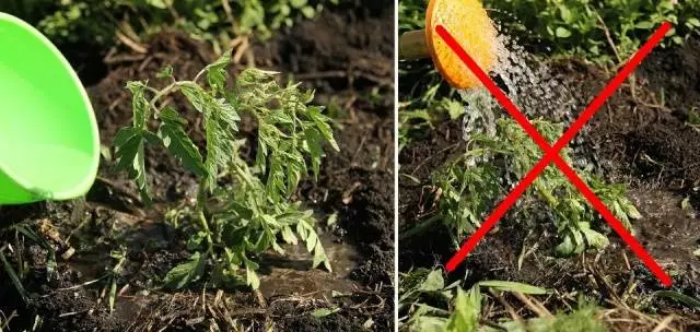 Watering tomatoes after planting 10384_7