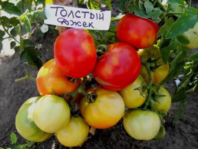 Tomato Fat Jack: kenmerken en beschrijving van de variëteit 10386_10