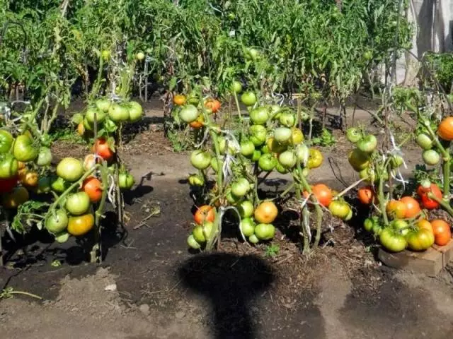 Tomato Fat Jack: kenmerken en beschrijving van de variëteit 10386_12