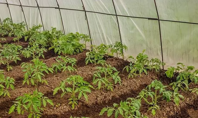 Tomato Fat Jack: kenmerken en beschrijving van de variëteit 10386_19