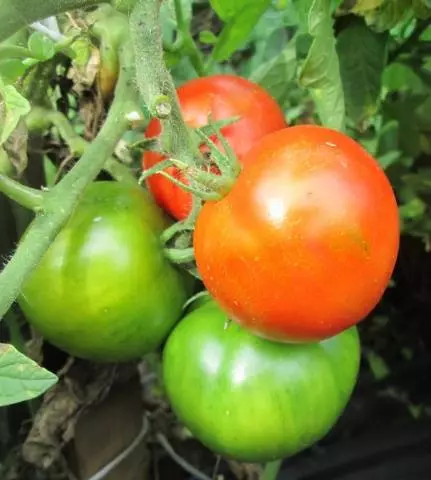 Tomato Fat Jack: kenmerken en beschrijving van de variëteit 10386_2