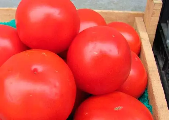 Tomato Fat Jack: karakteristikat dhe përshkrimi i varietetit 10386_4