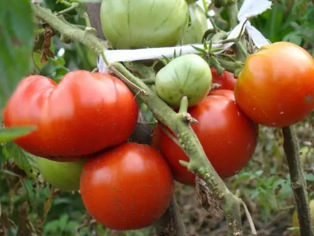 Tomato Fat Jack: karakteristikat dhe përshkrimi i varietetit 10386_5