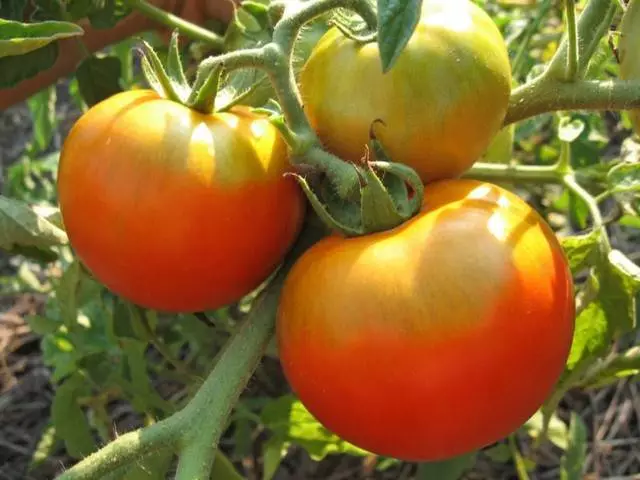 Jack Tomato Fat: toetra sy famaritana ny karazany 10386_6