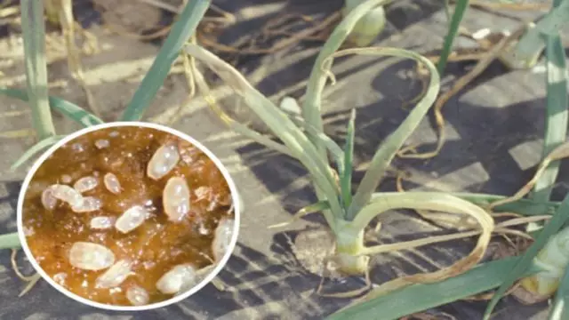 Menyiram bawang putih dan bawang dengan garam: bahagian larutan garam per baldi, bagaimana cara melakukannya dengan betul, cairkan