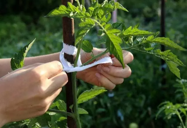 Tomato Diabolic F1: mga katangian at paglalarawan ng pagkakaiba-iba 10390_3