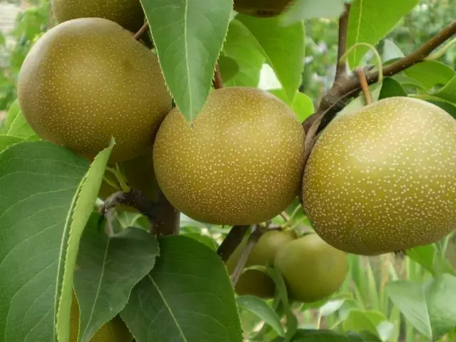 Chinese pear: kung saan lumalaki ito, nilalaman ng calorie, mga benepisyo, mga recipe, larawan 10401_1