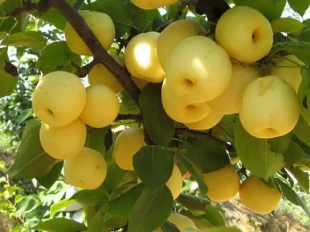 Chinese pear: kung saan lumalaki ito, nilalaman ng calorie, mga benepisyo, mga recipe, larawan 10401_9