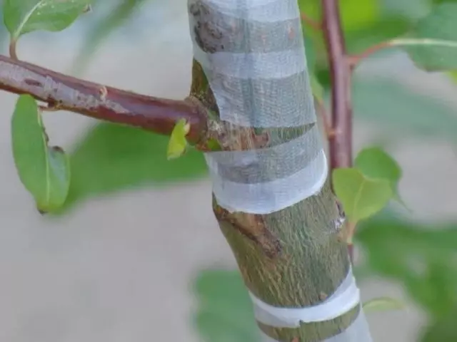 如何種植梨：什麼時候更好，哪棵樹，分步指南 10402_1