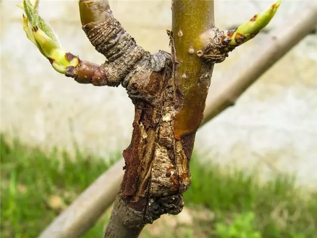 Hoe een peer te planten: wanneer is het beter, welke boom, een stapsgewijze handleiding 10402_14