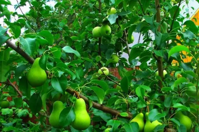 Armut nasıl ekilir: ne zaman daha iyidir, hangi ağaç, adım adım kılavuz 10402_2