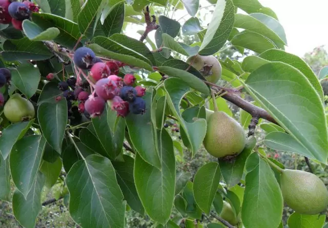 តើធ្វើដូចម្តេចដើម្បីដាំ pear មួយ: នៅពេលដែលវាជាការល្អប្រសើរជាងមុន, ដែលជាដើមឈើ, ការណែនាំជាជំហាន ៗ 10402_4