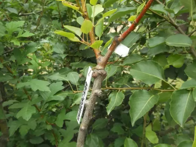 Hoe een peer te planten: wanneer is het beter, welke boom, een stapsgewijze handleiding 10402_5