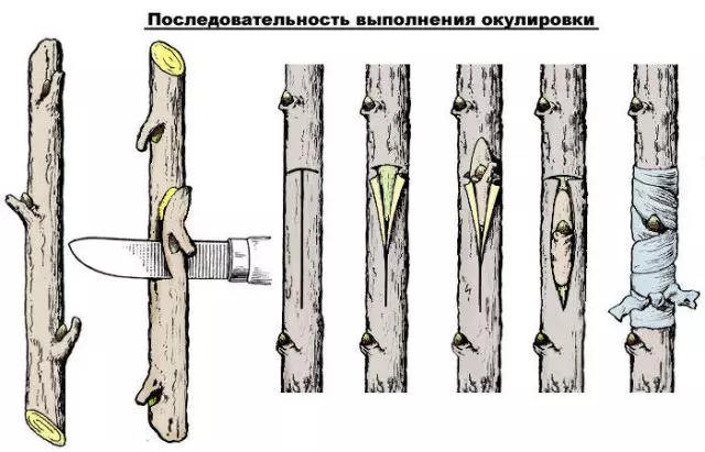 როგორ დარგე ქლიავი ქლიავზე გაზაფხულზე და ზაფხულში: პირობები, მეთოდები 10408_10