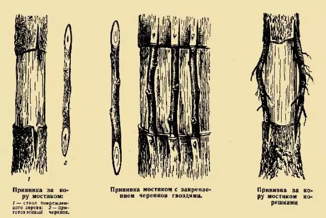 Conas pluma a phlandáil ar pluma san earrach agus sa samhradh: téarmaí, modhanna 10408_11