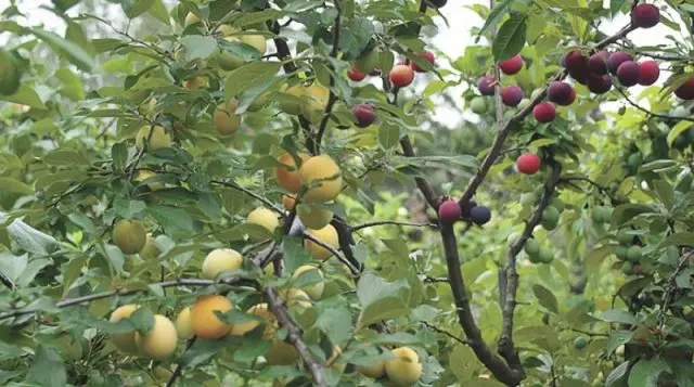 Jinsi ya kupanda plum kwenye plum katika chemchemi na msimu wa joto: maneno, njia 10408_17