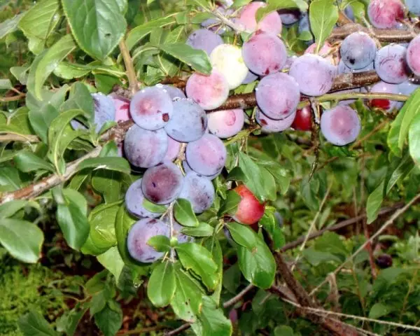 Hoe in plum yn 'e maitiid en simmer op in pruim te plantsjen: termen, metoaden 10408_4