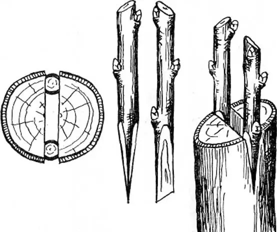 Conas pluma a phlandáil ar pluma san earrach agus sa samhradh: téarmaí, modhanna 10408_8